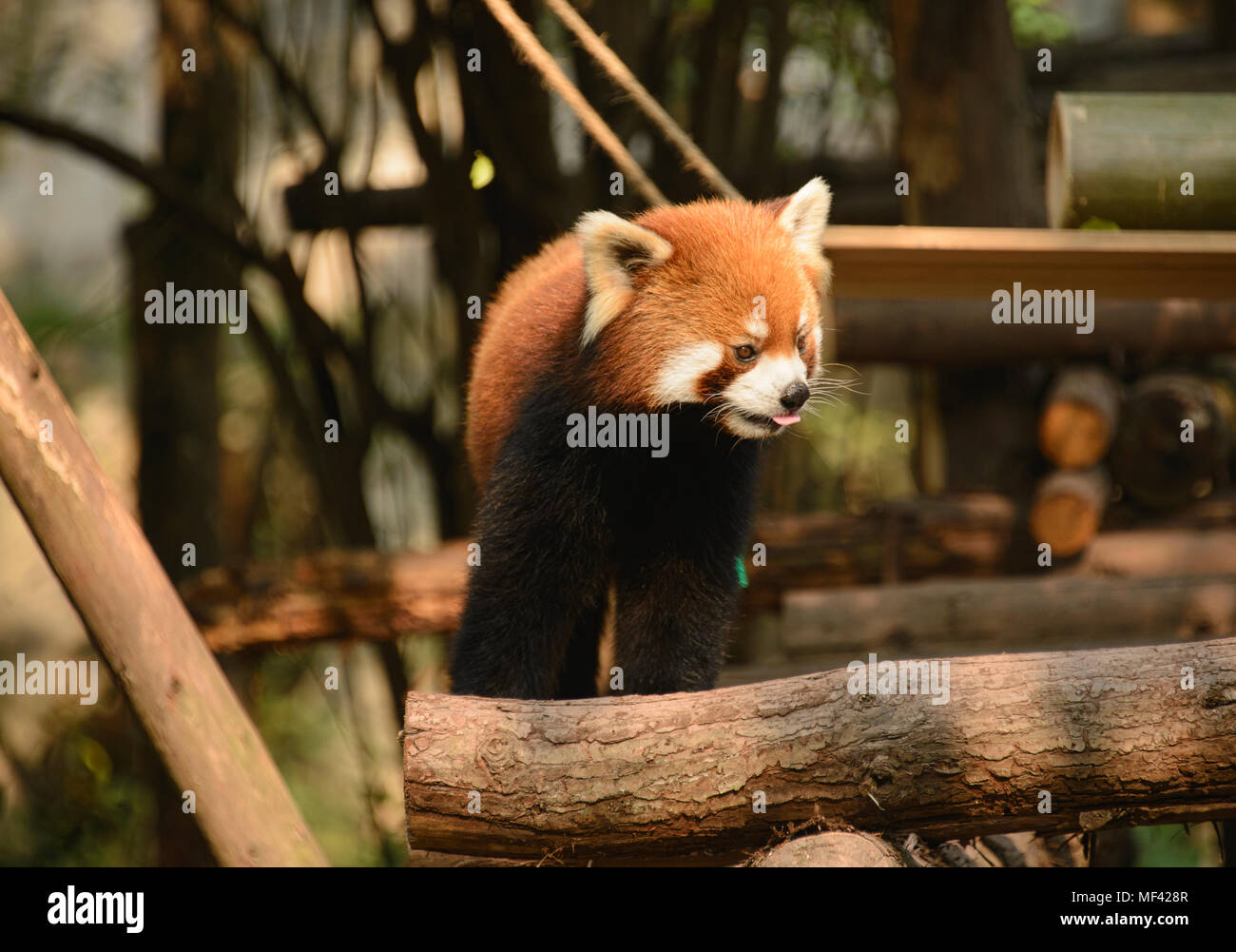 Red panda at the Chengdu Research Base of Giant Panda Breeding in ...