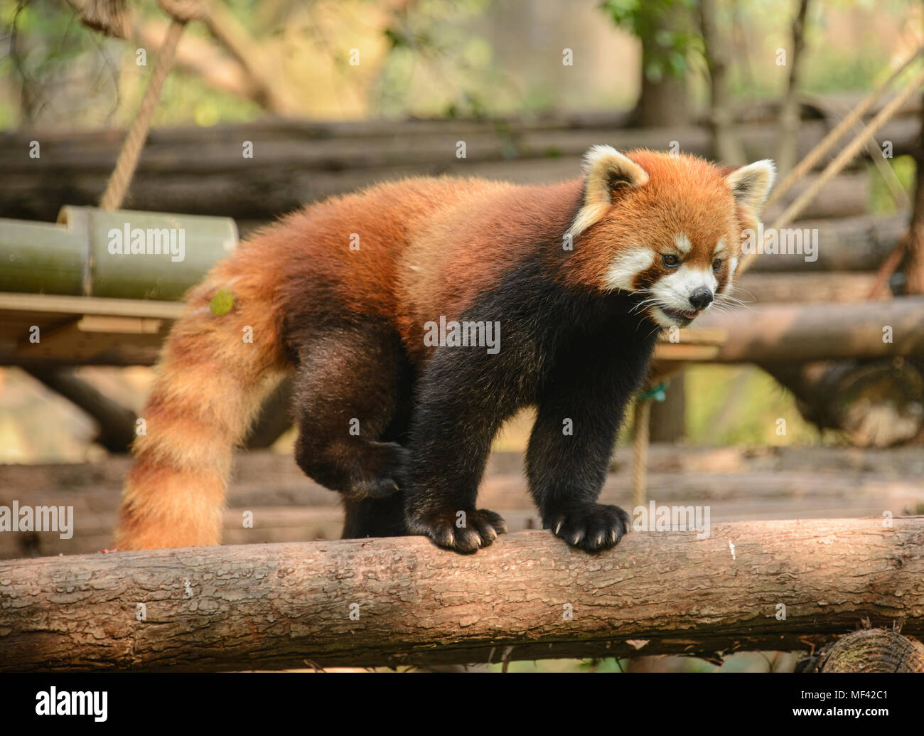 Pandas china tourist hi-res stock photography and images - Alamy