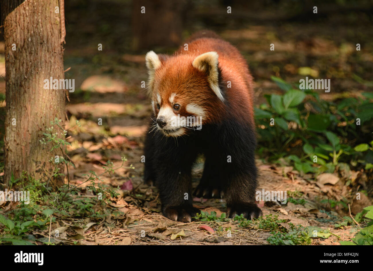Red panda at the Chengdu Research Base of Giant Panda Breeding in ...