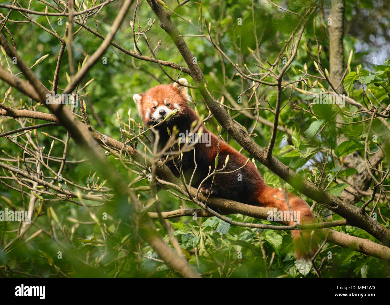 Red panda at the Chengdu Research Base of Giant Panda Breeding in ...