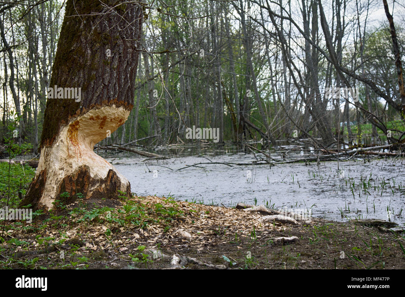 Old Park, centennial Park, springtime. fallen tree, sludge pond ...