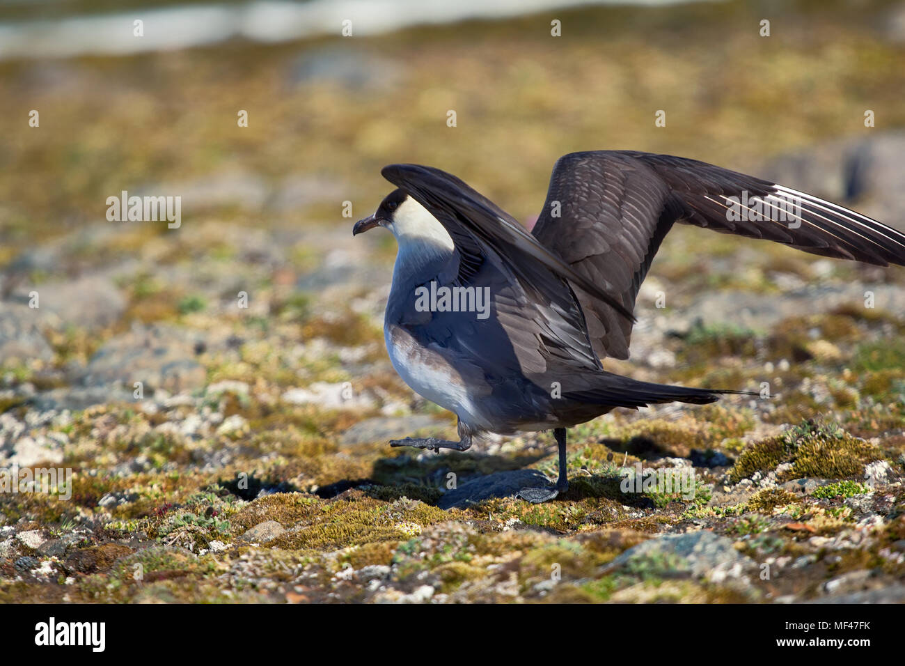 Arctic skua (Richardsons skua, parasitic jaeger, Stercorarius ...
