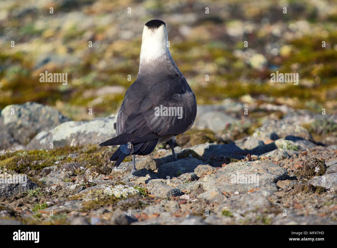 Arctic skua (Stercorarius parasiticus) is real predator and robber for ...