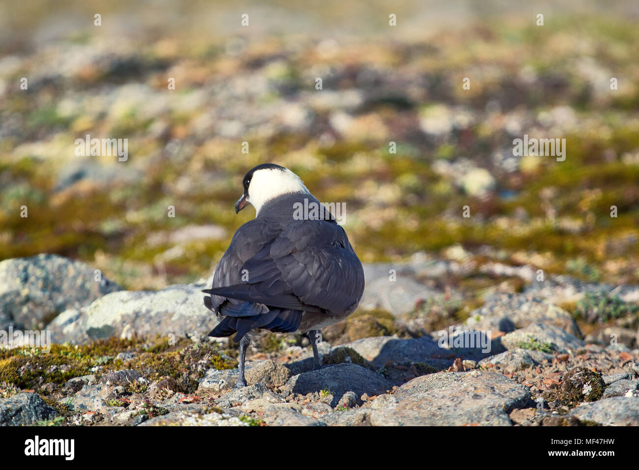 Real predator hi-res stock photography and images - Alamy