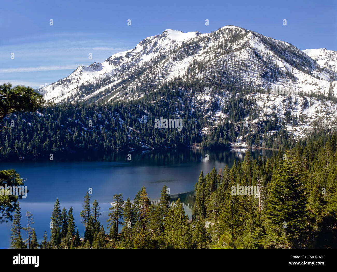 California leaf hi-res stock photography and images - Alamy