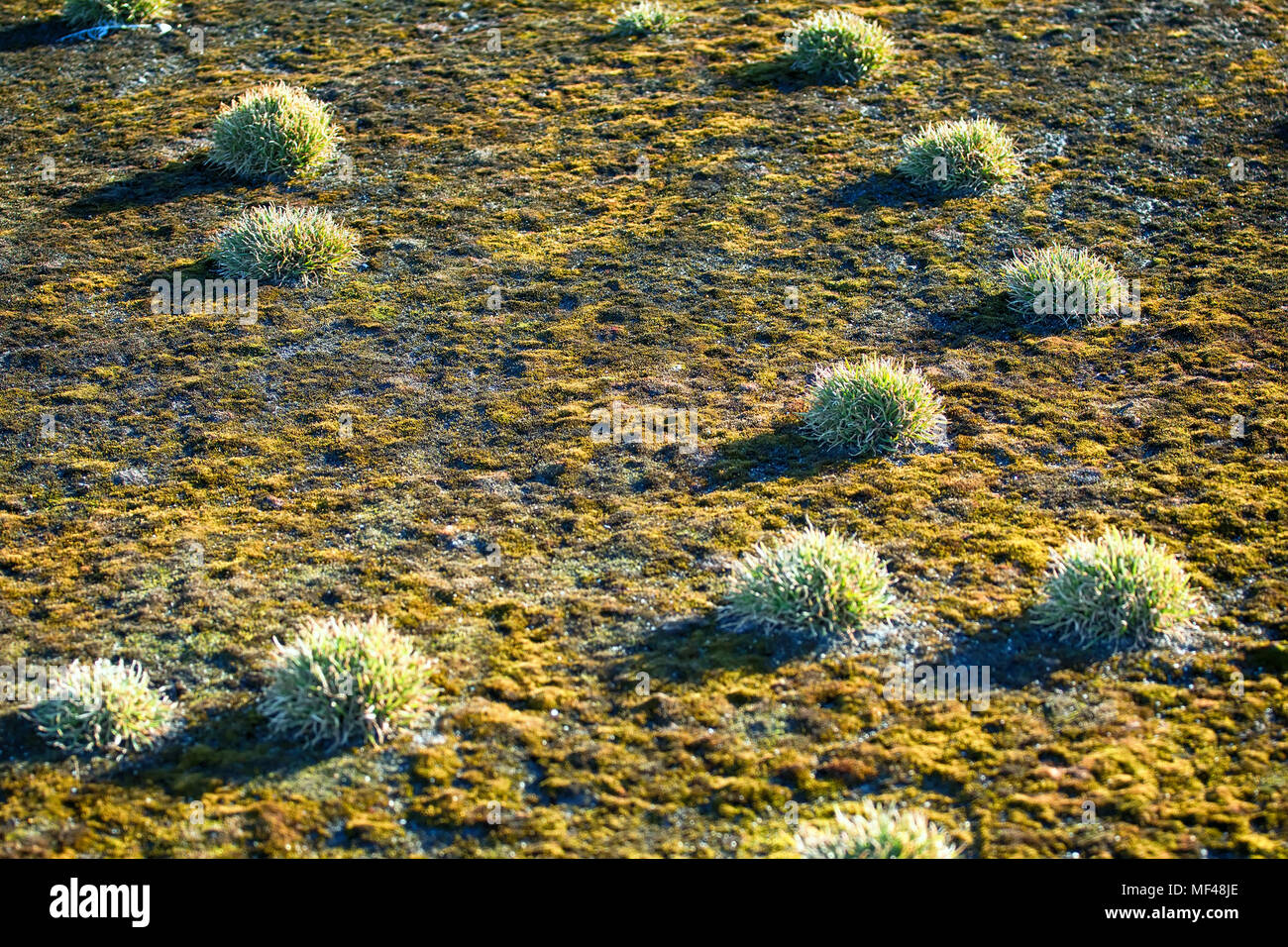 Science, ecology. Clump (polster plant) of Phippsia algida, Mosses on ...