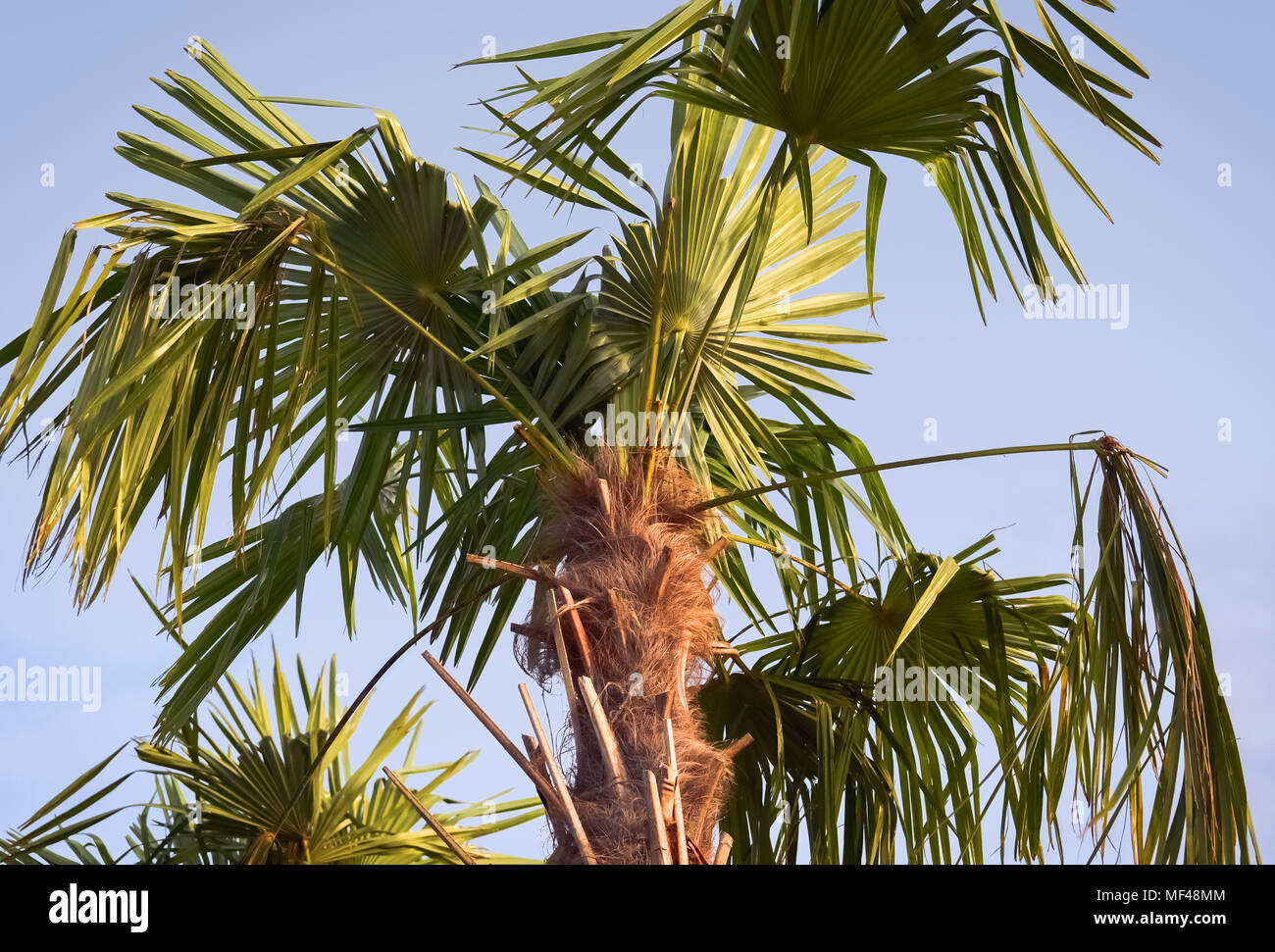 Closeup of the treetop of a palm tree in a hot summer day Stock Photo ...
