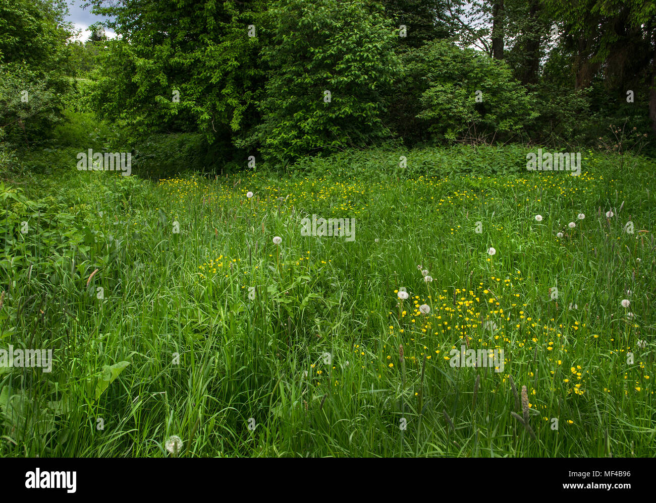 Dense grass hi-res stock photography and images - Alamy