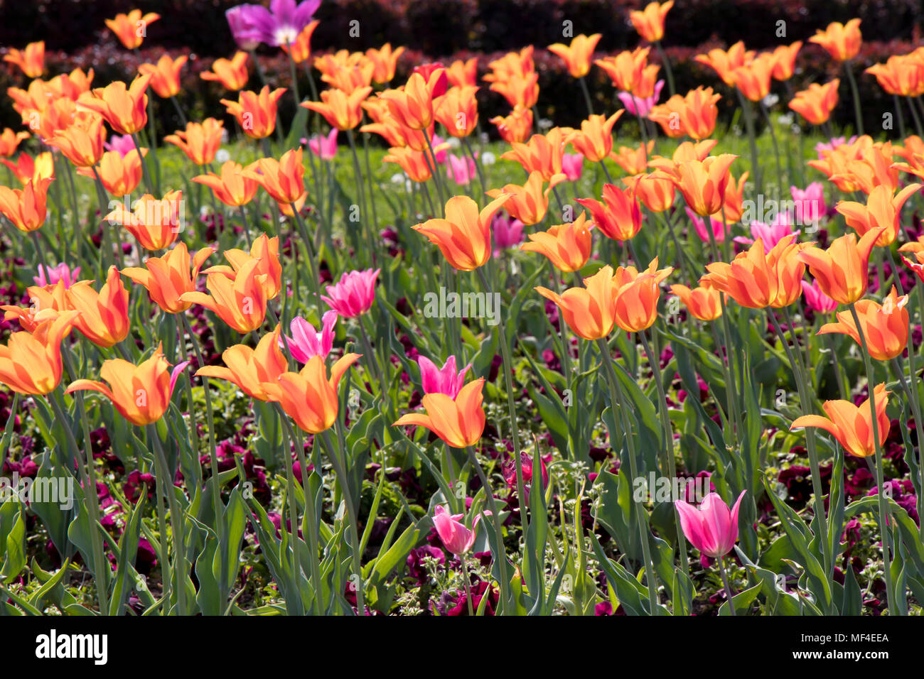 Orange spring flowers hi-res stock photography and images - Alamy