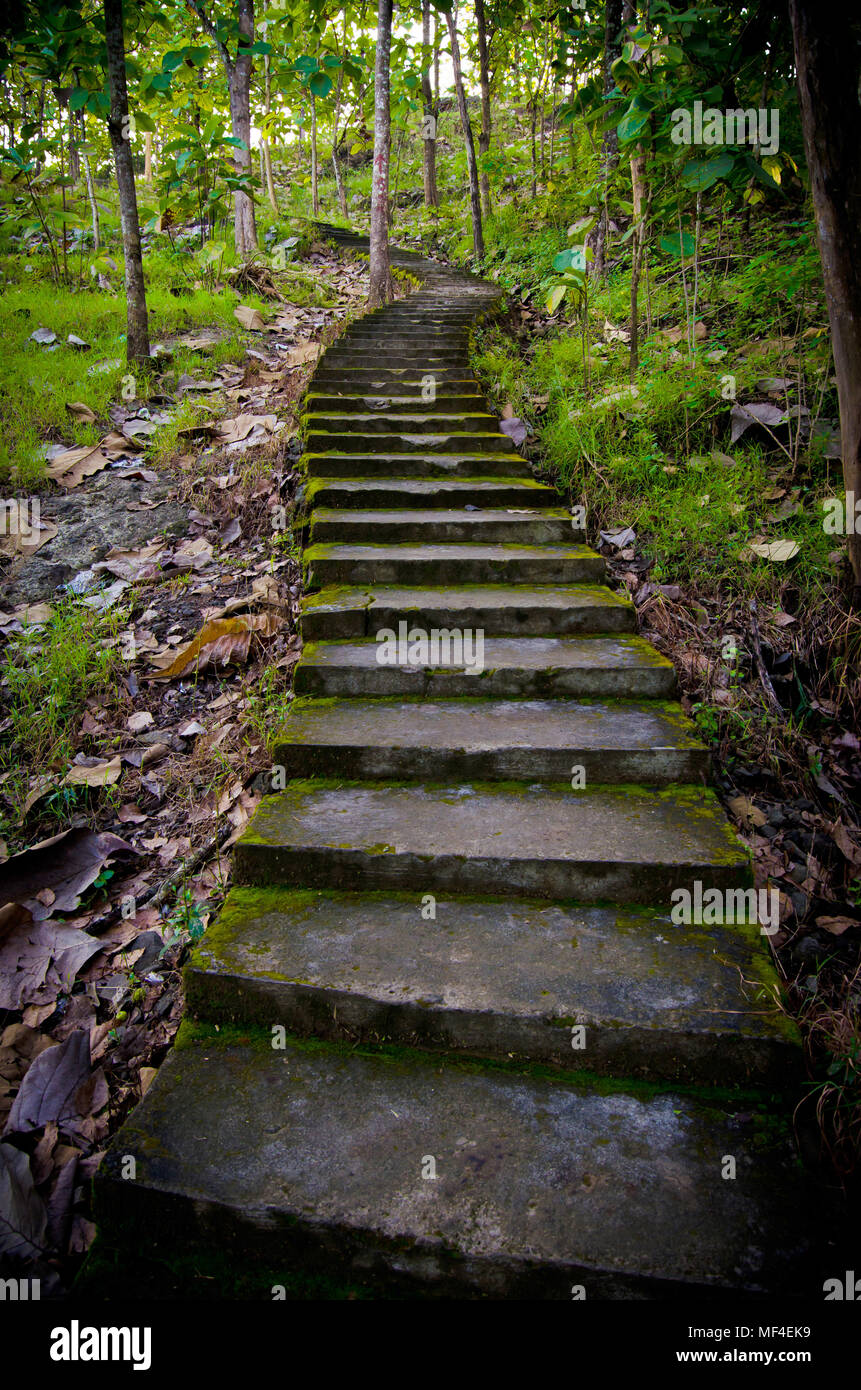 Tree forest nature staircase steps hi-res stock photography and images ...