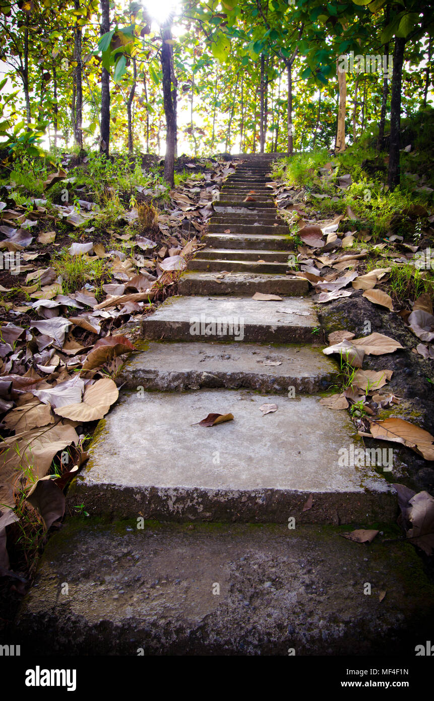 Forest landscape with stairs hi-res stock photography and images - Alamy