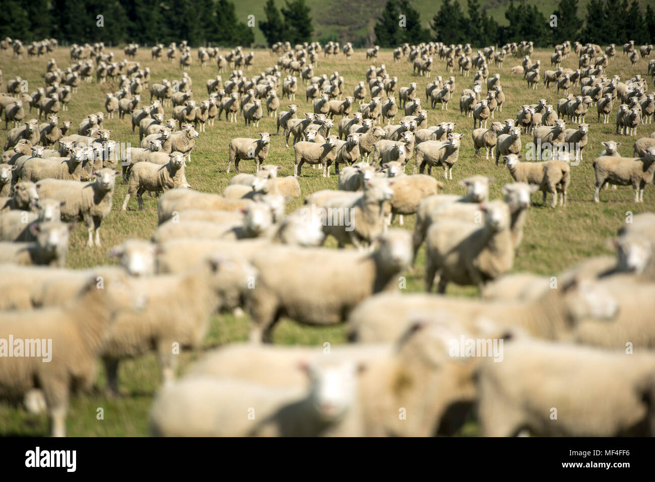Counting sheeps hi-res stock photography and images - Alamy