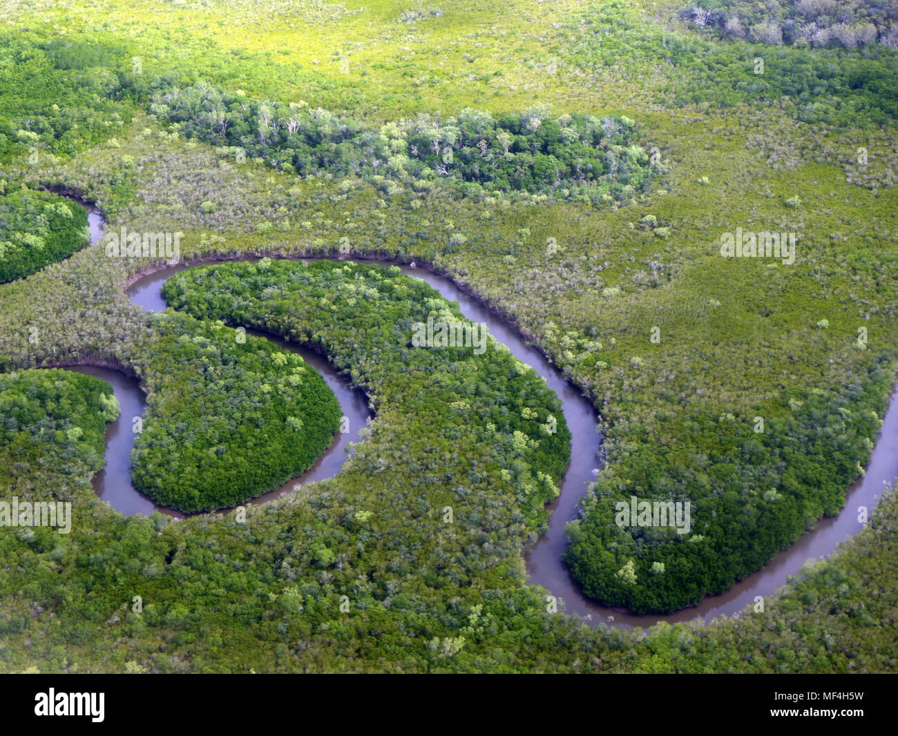 Aerial view of mangrove creek showing diversity of mangrove communities ...