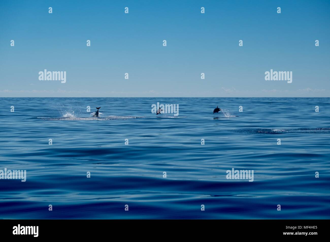 Swimming and skimming hi-res stock photography and images - Alamy