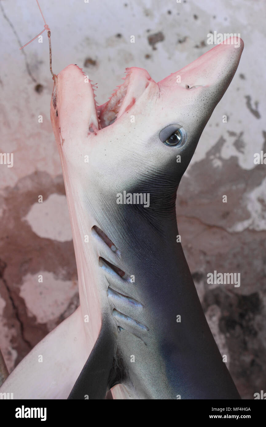 Shortfin Mako Shark (Isurus oxyrinchus) For Sale At Fish Market ...