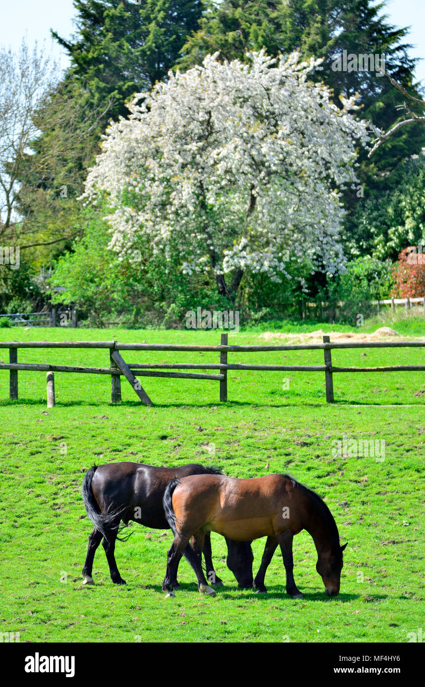 Field of horses hi-res stock photography and images - Alamy