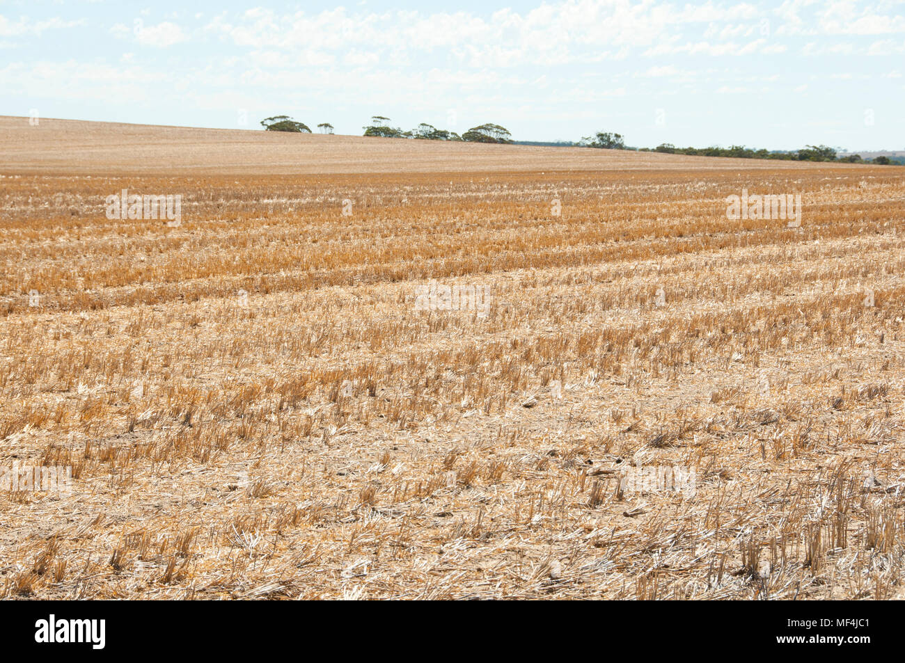 Harvested Wheat Fields - Australia Stock Photo - Alamy