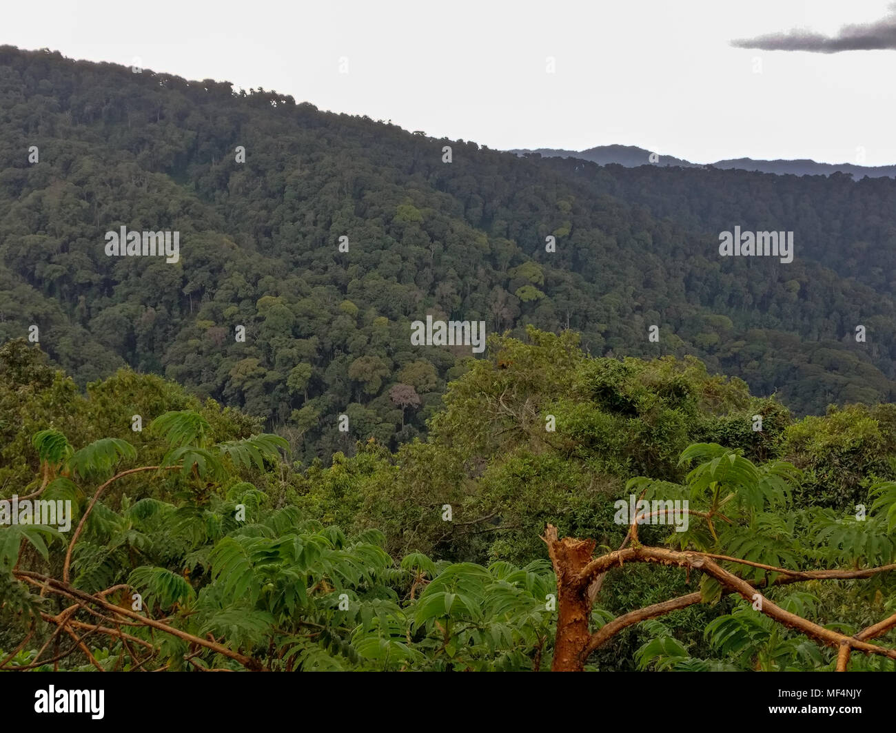 Rain forest, rwanda, Africa Stock Photo - Alamy