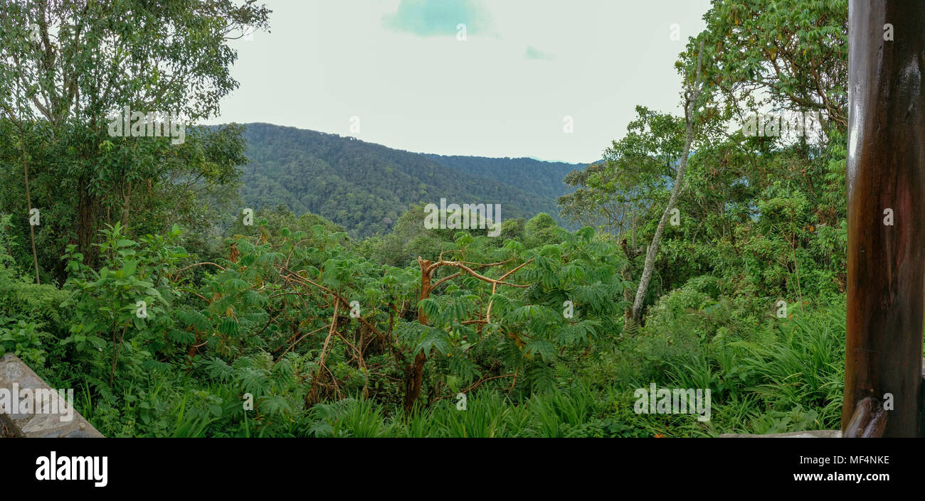 Rain forest, rwanda, Africa Stock Photo - Alamy