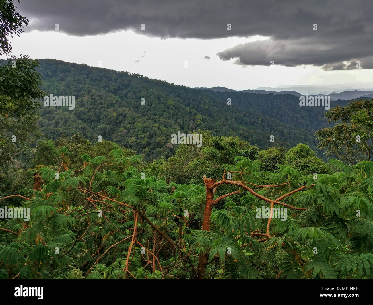 Rain forest, rwanda, Africa Stock Photo - Alamy