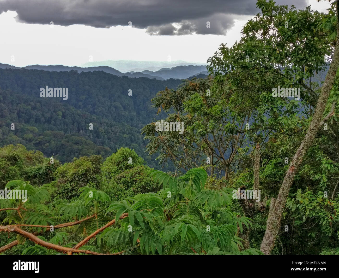 Rain forest, rwanda, Africa Stock Photo - Alamy