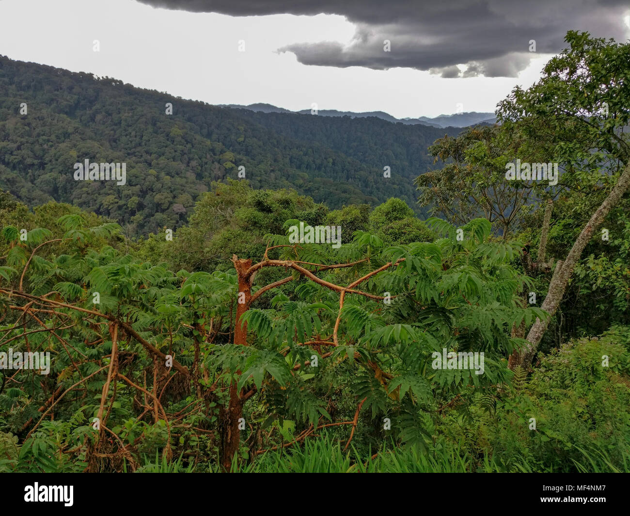 Rain forest, rwanda, Africa Stock Photo - Alamy