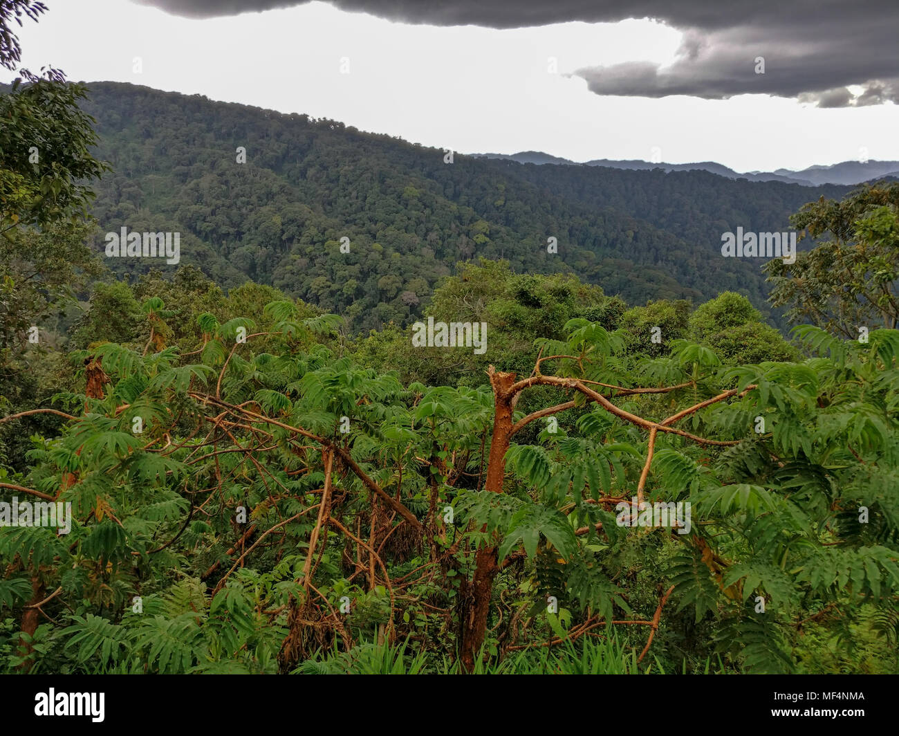 Rain forest, rwanda, Africa Stock Photo - Alamy