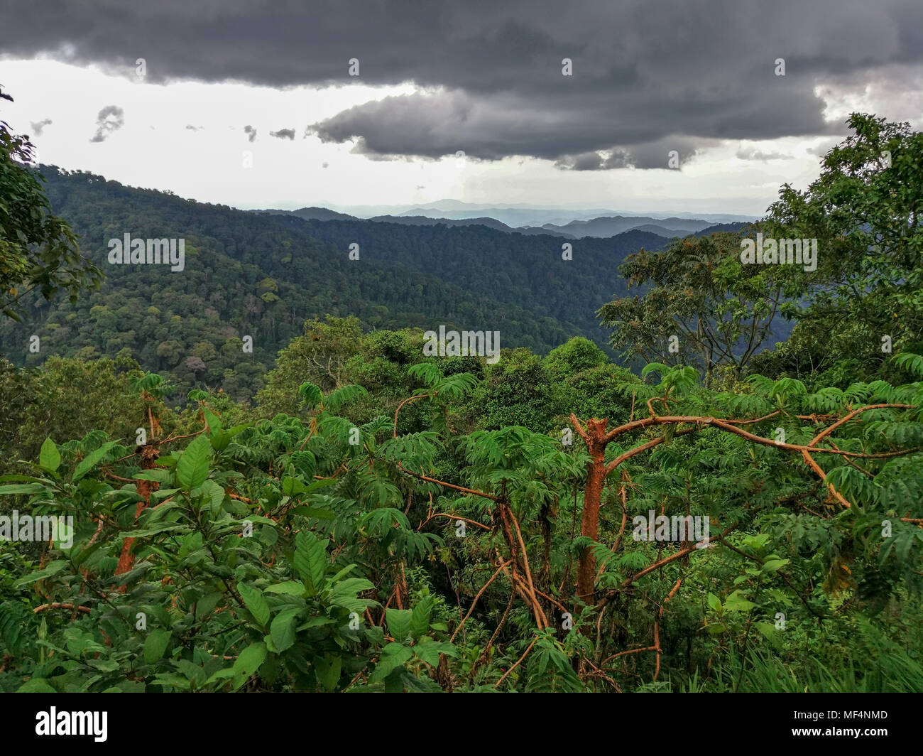 Rain forest, rwanda, Africa Stock Photo - Alamy