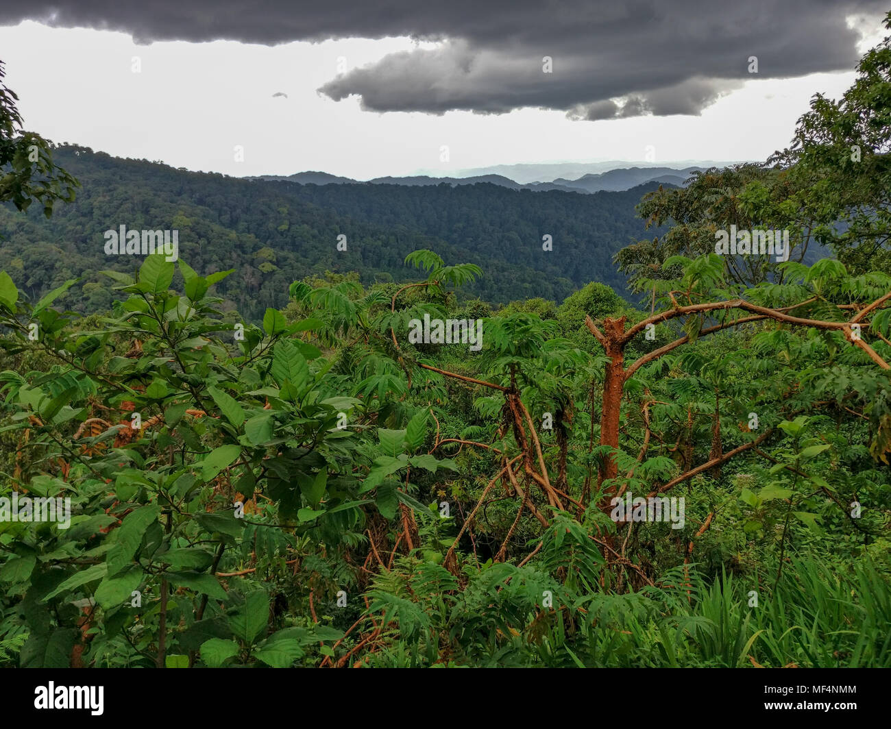 Rain forest, rwanda, Africa Stock Photo - Alamy
