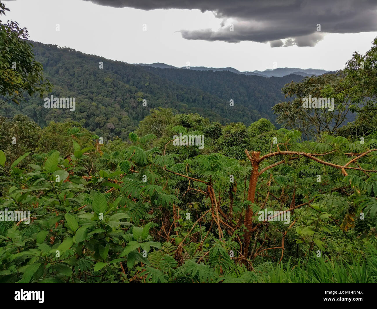 Rain forest, rwanda, Africa Stock Photo - Alamy
