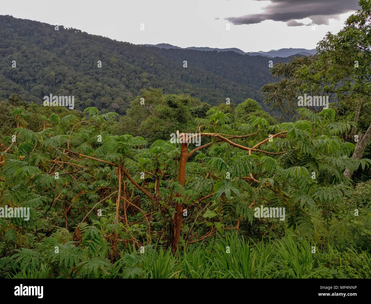 Rain forest, rwanda, Africa Stock Photo - Alamy