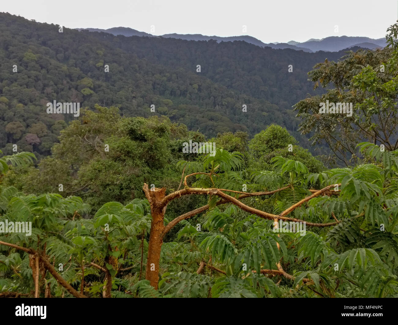 Rain forest, rwanda, Africa Stock Photo - Alamy