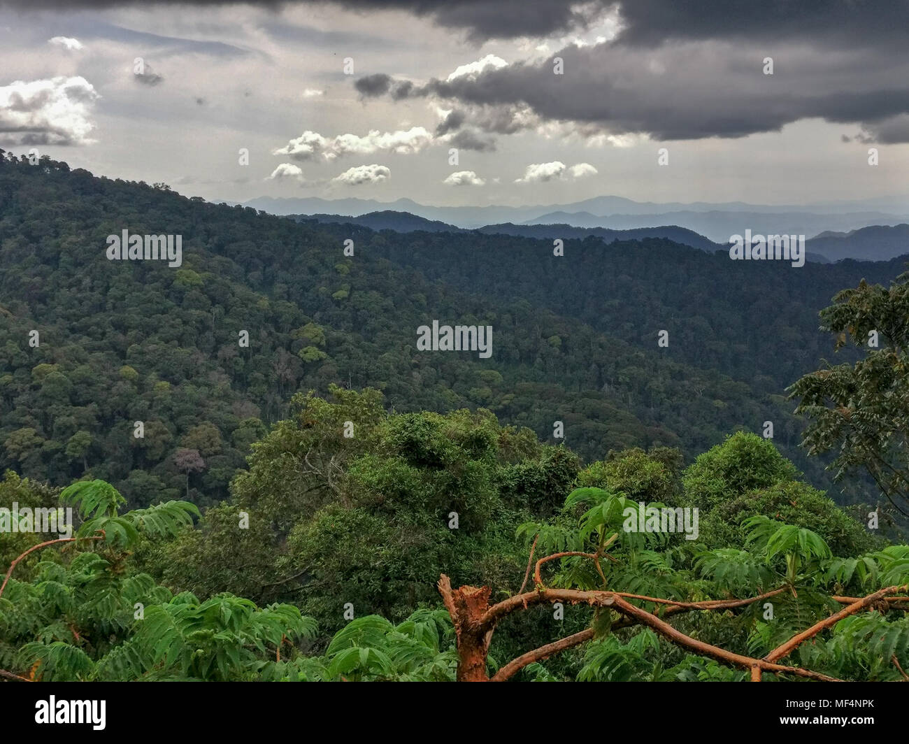 Rain forest, rwanda, Africa Stock Photo - Alamy