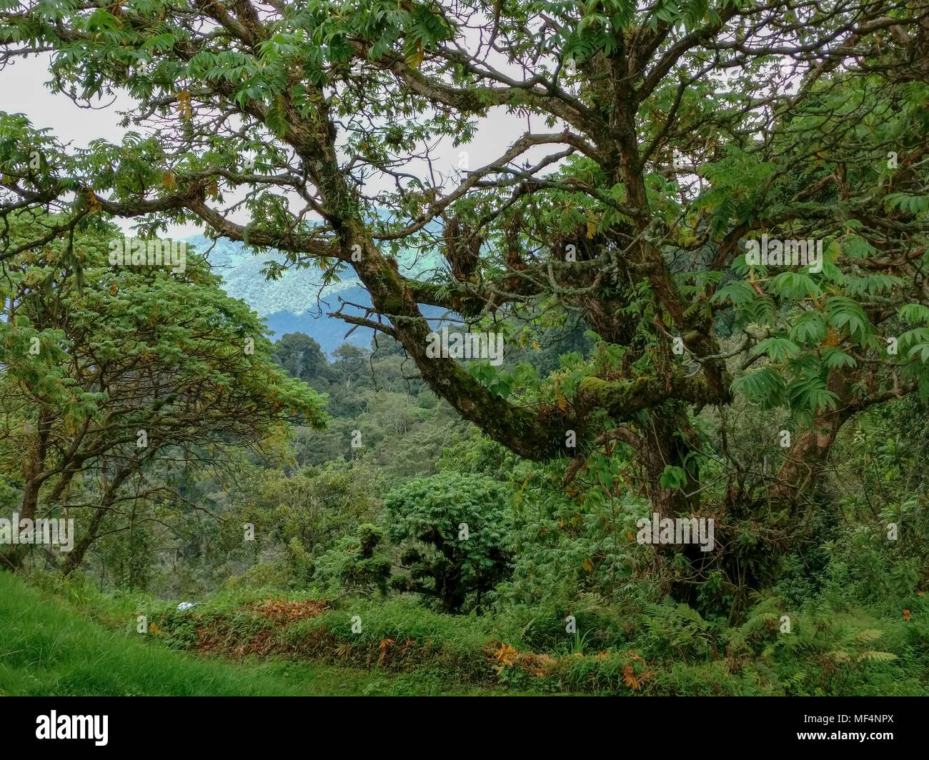 Rain forest, rwanda, Africa Stock Photo - Alamy
