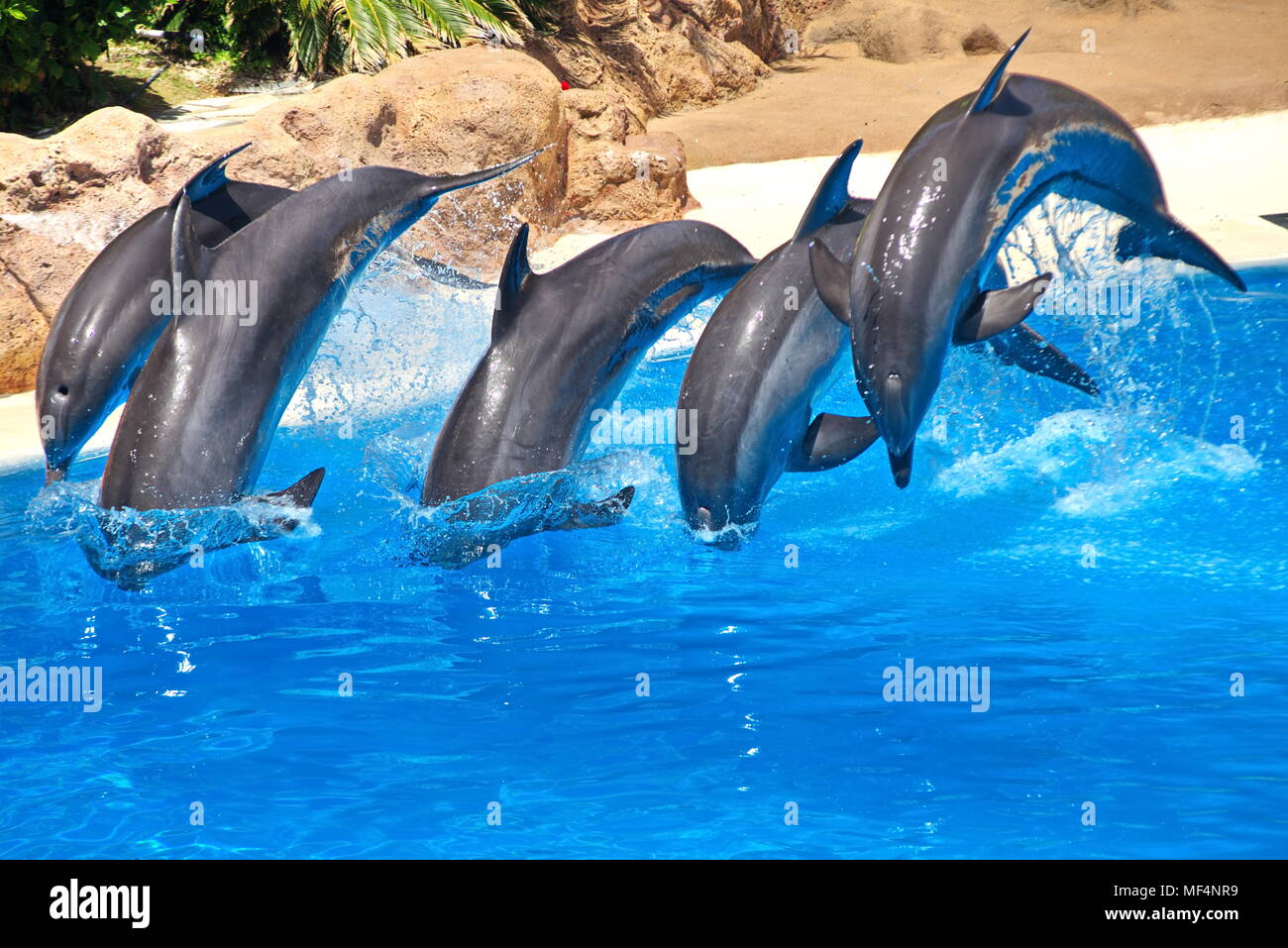Hawaiian Santa Dolphins