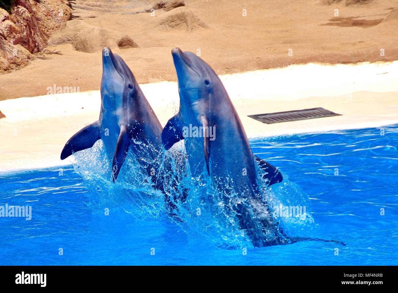 dolphin family leaping out of the blue Stock Photo - Alamy
