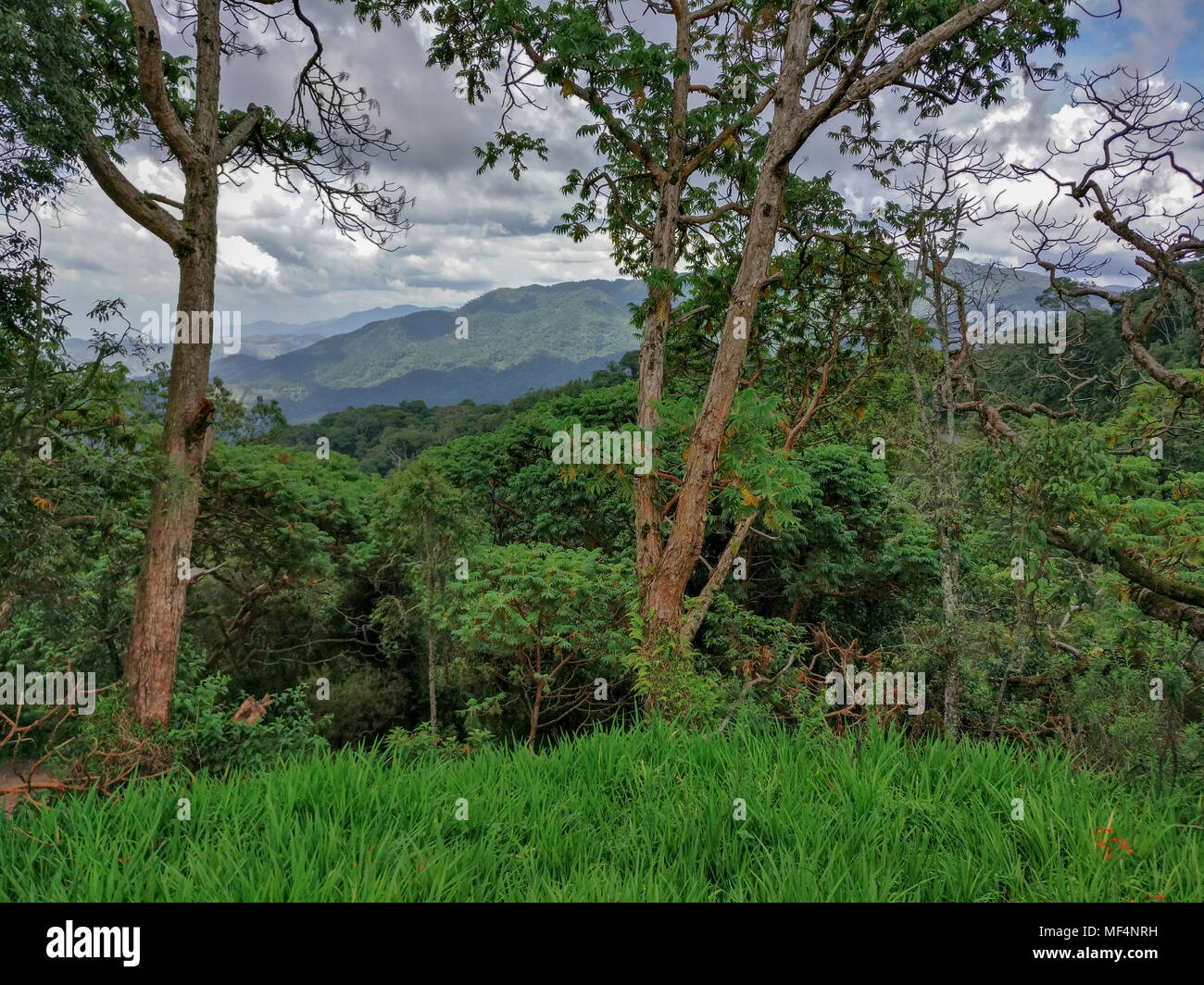 Rain forest, rwanda, Africa Stock Photo - Alamy
