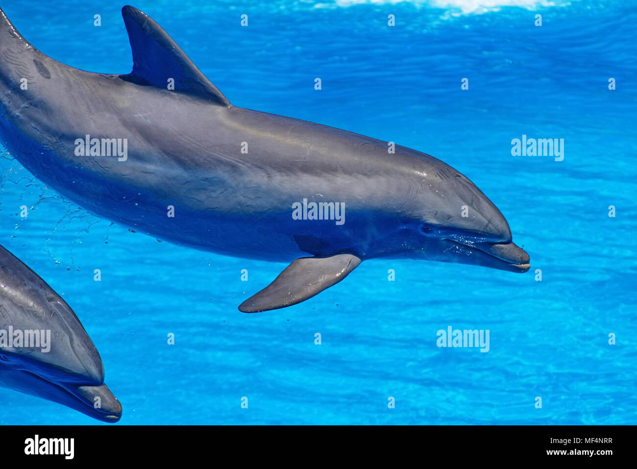 Dolphin head out water cute hi-res stock photography and images - Alamy