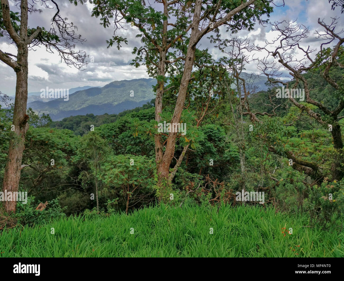 Rain forest, rwanda, Africa Stock Photo - Alamy