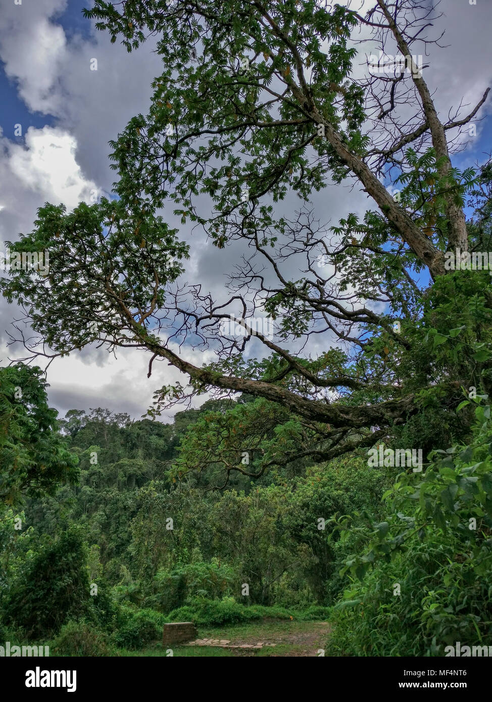 Rain forest, rwanda, Africa Stock Photo - Alamy