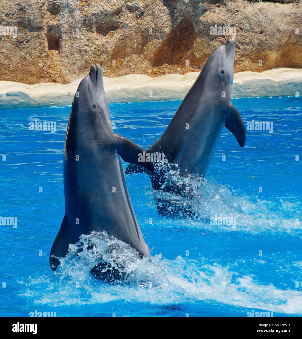 Dolphin family young hi-res stock photography and images - Alamy