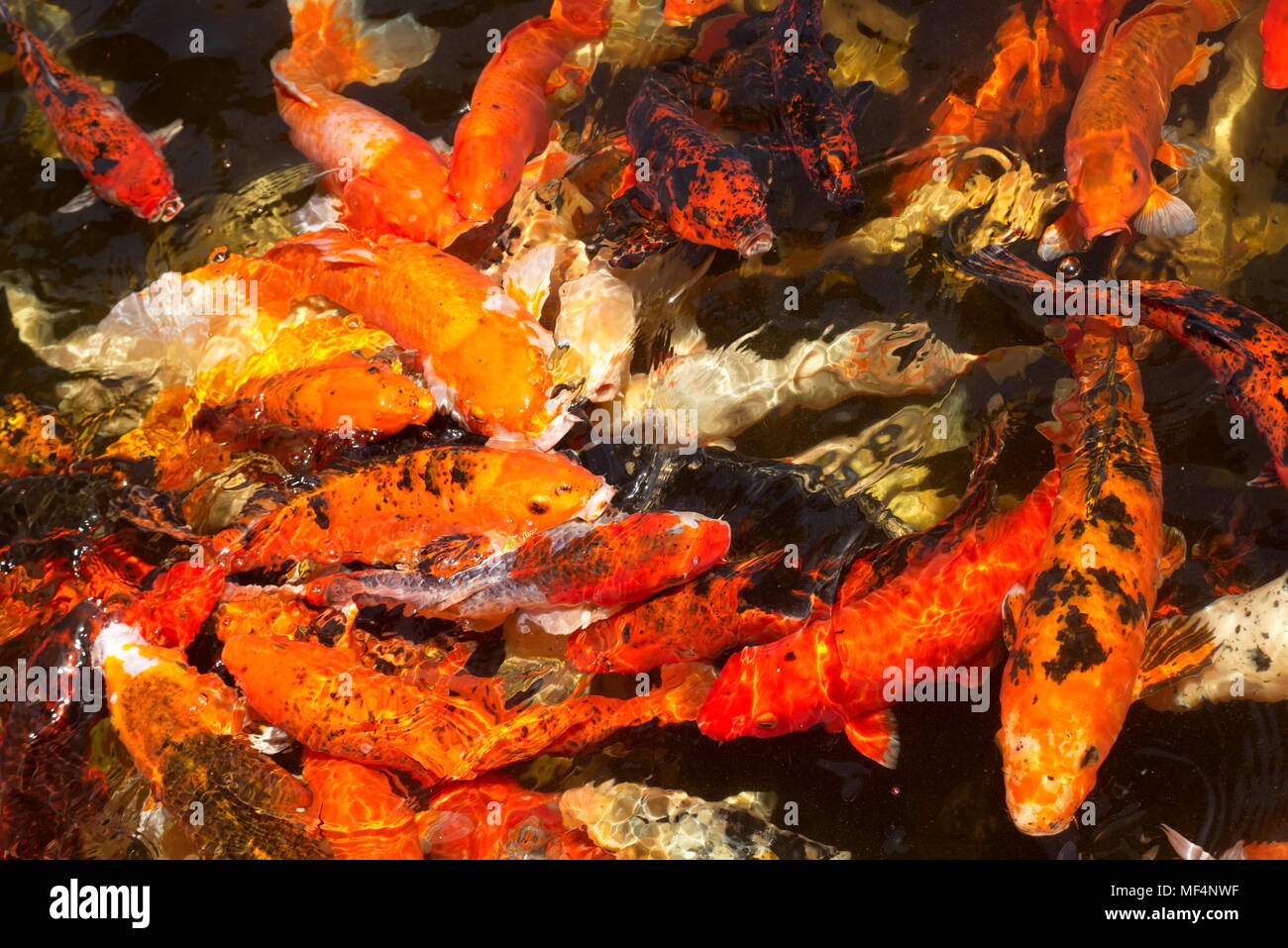Colorful fancy carp fish, koi fish Stock Photo - Alamy