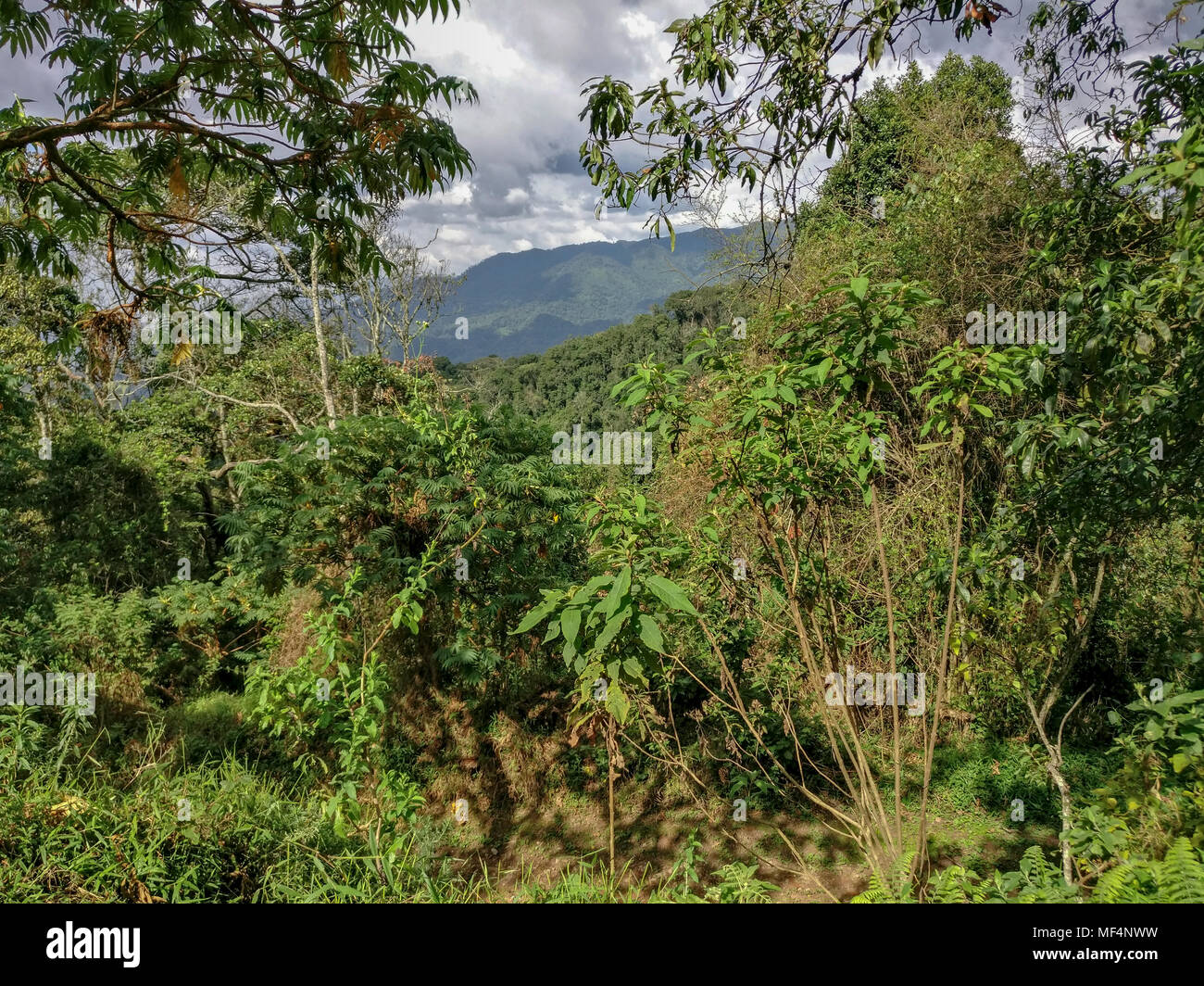 Rain forest, rwanda, Africa Stock Photo - Alamy