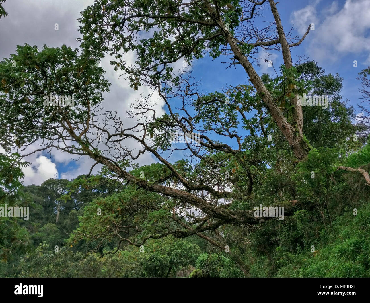 Rain forest, rwanda, Africa Stock Photo - Alamy