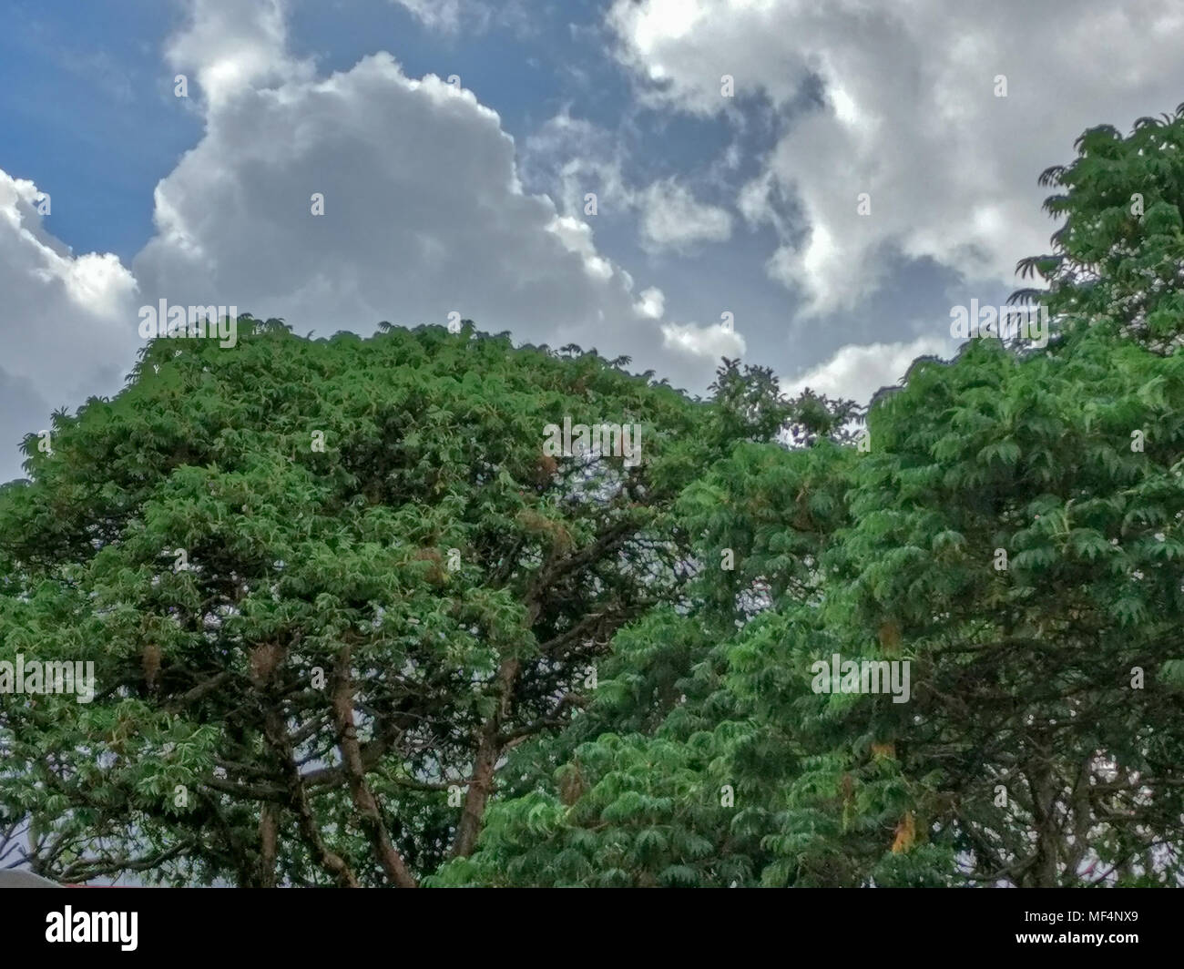Rain forest, rwanda, Africa Stock Photo - Alamy