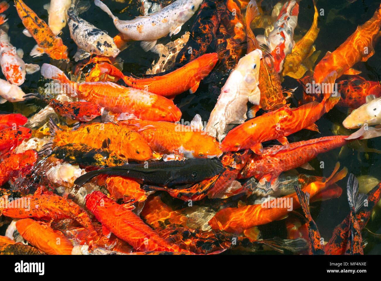 Colorful fancy carp fish, koi fish Stock Photo - Alamy