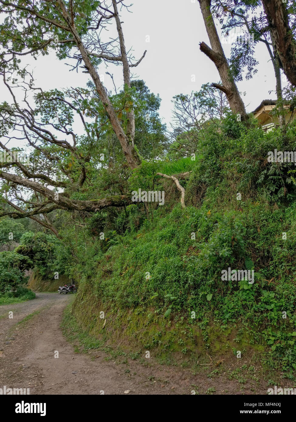Rain forest, rwanda, Africa Stock Photo - Alamy