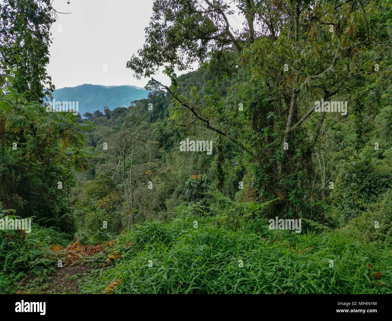 Rain forest, rwanda, Africa Stock Photo - Alamy
