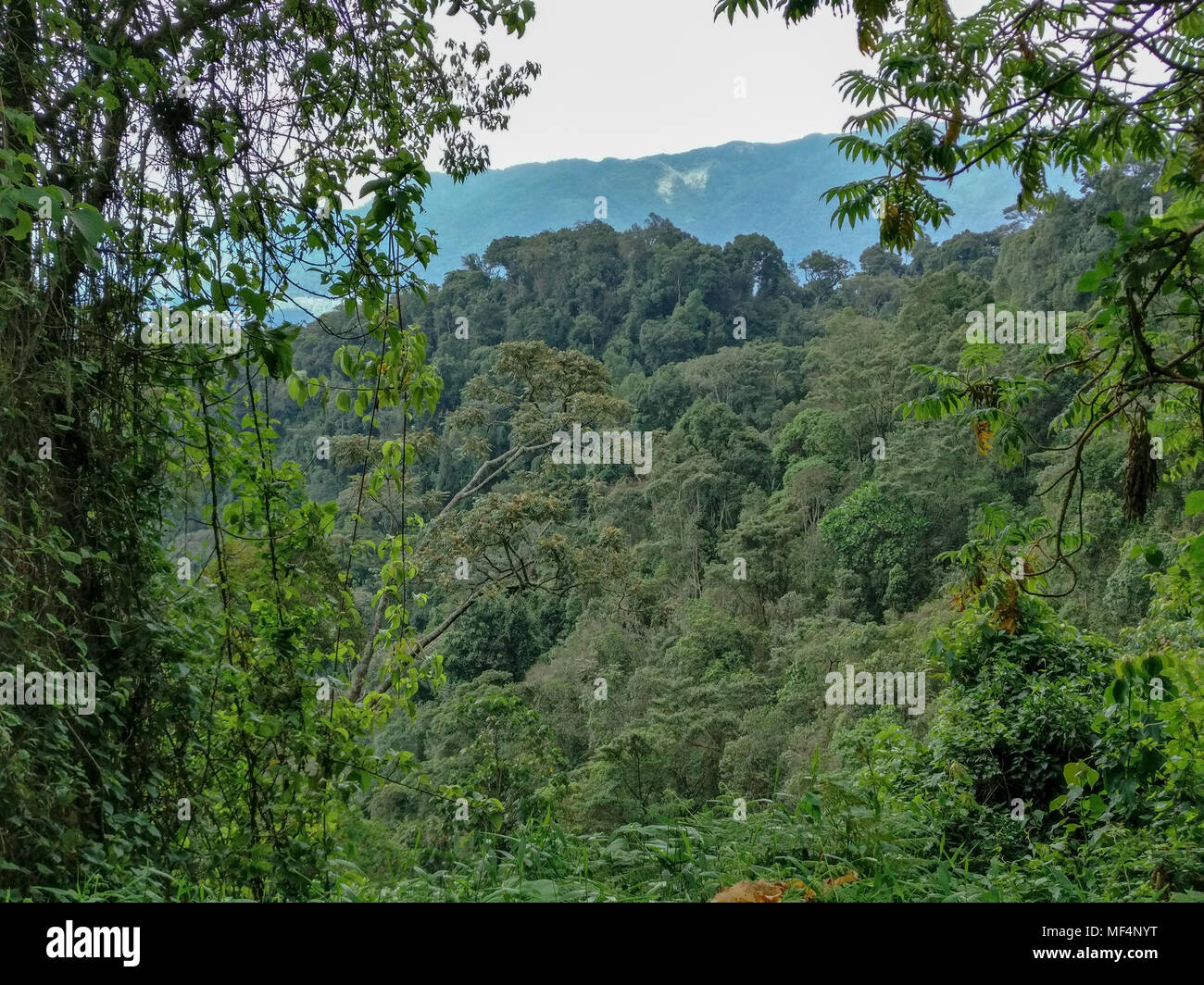 Rain forest, rwanda, Africa Stock Photo - Alamy