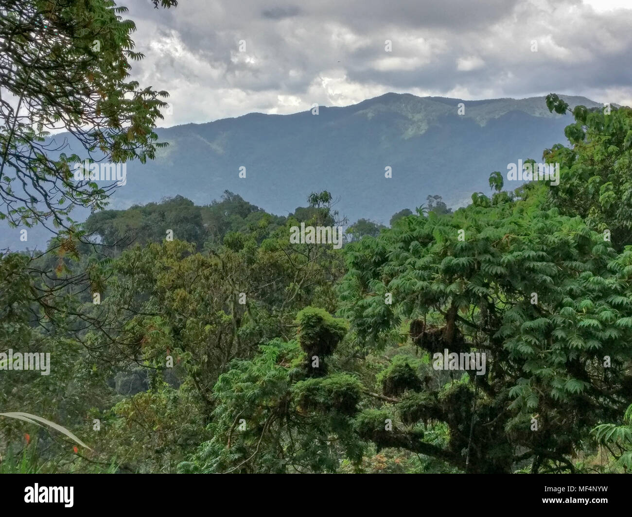 Rain forest, rwanda, Africa Stock Photo - Alamy